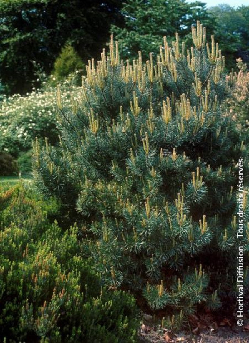 PINUS sylvestris WATERERI (Pin sylvestre nain de Waterer)