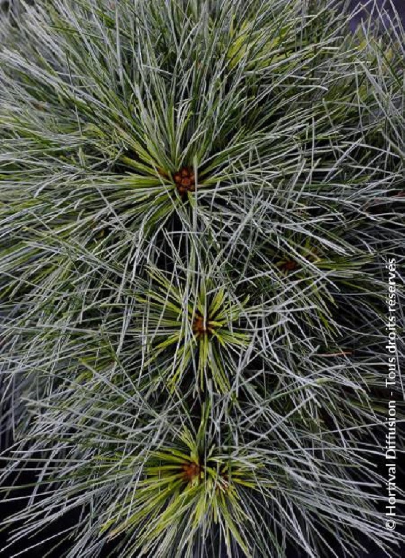 PINUS strobus RADIATA (Pin Weymouth nain)