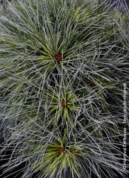 PINUS strobus RADIATA (Pin Weymouth nain)