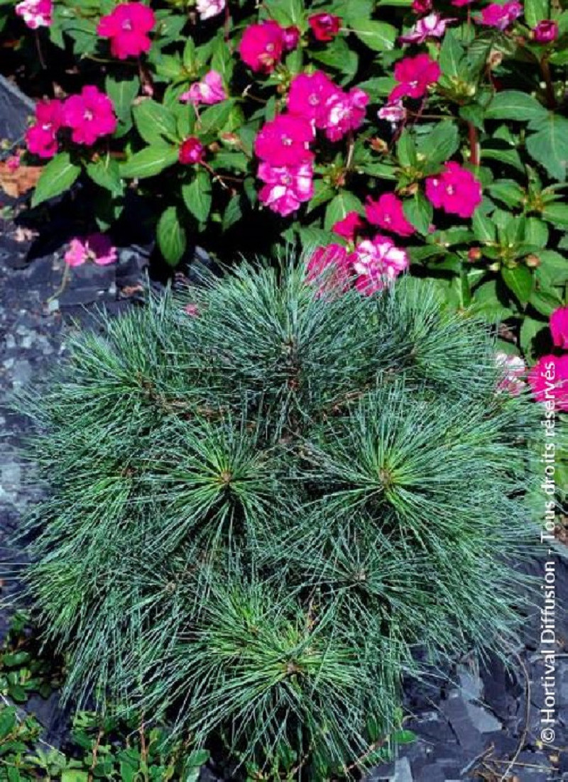 PINUS strobus RADIATA (Pin Weymouth nain)