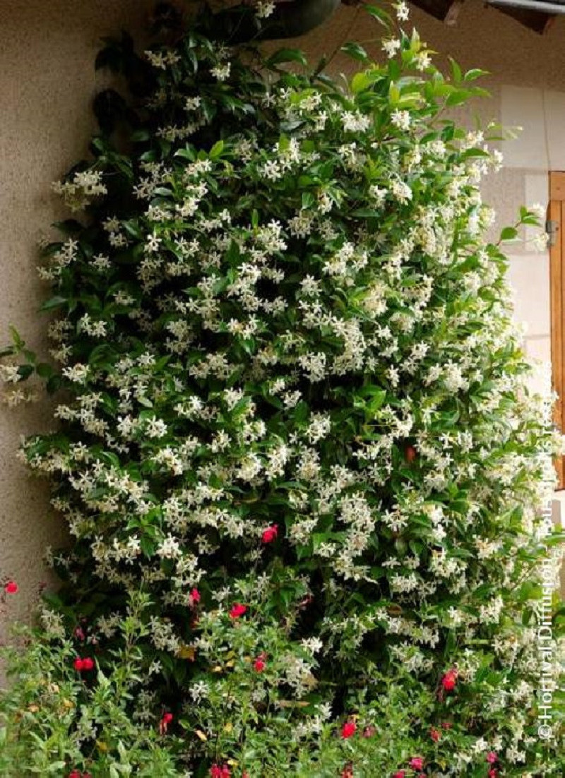 TRACHELOSPERMUM jasminoides ,syn. Rhyncospermum (Jasmin étoilé)
