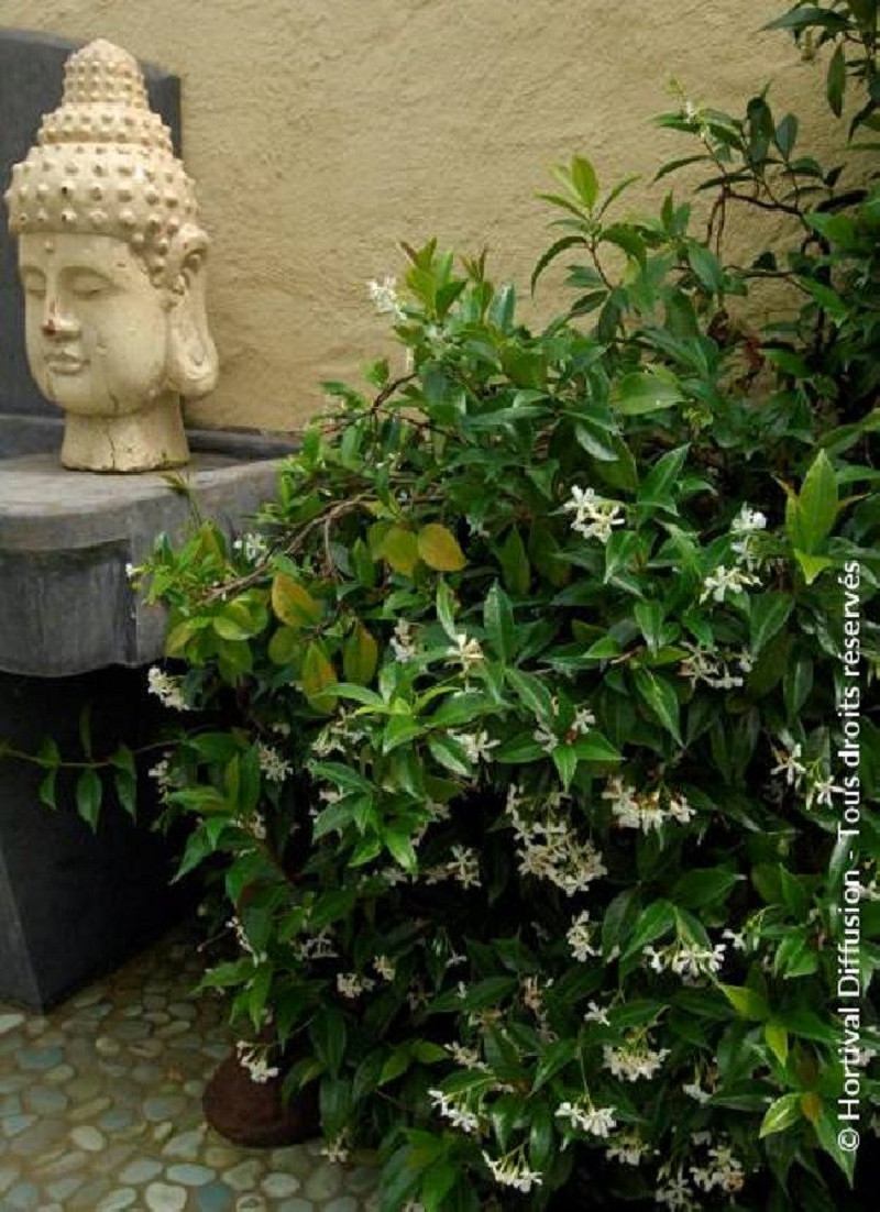 TRACHELOSPERMUM jasminoides ,syn. Rhyncospermum (Jasmin étoilé)