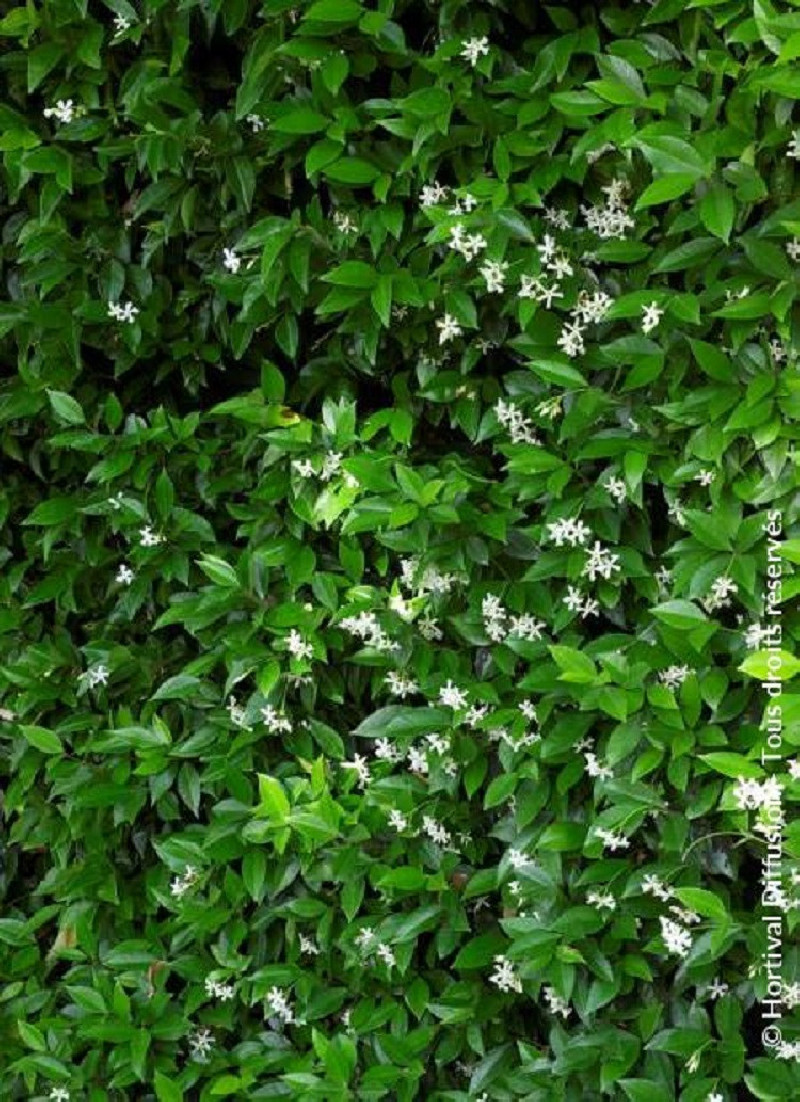 TRACHELOSPERMUM jasminoides ,syn. Rhyncospermum (Jasmin étoilé)
