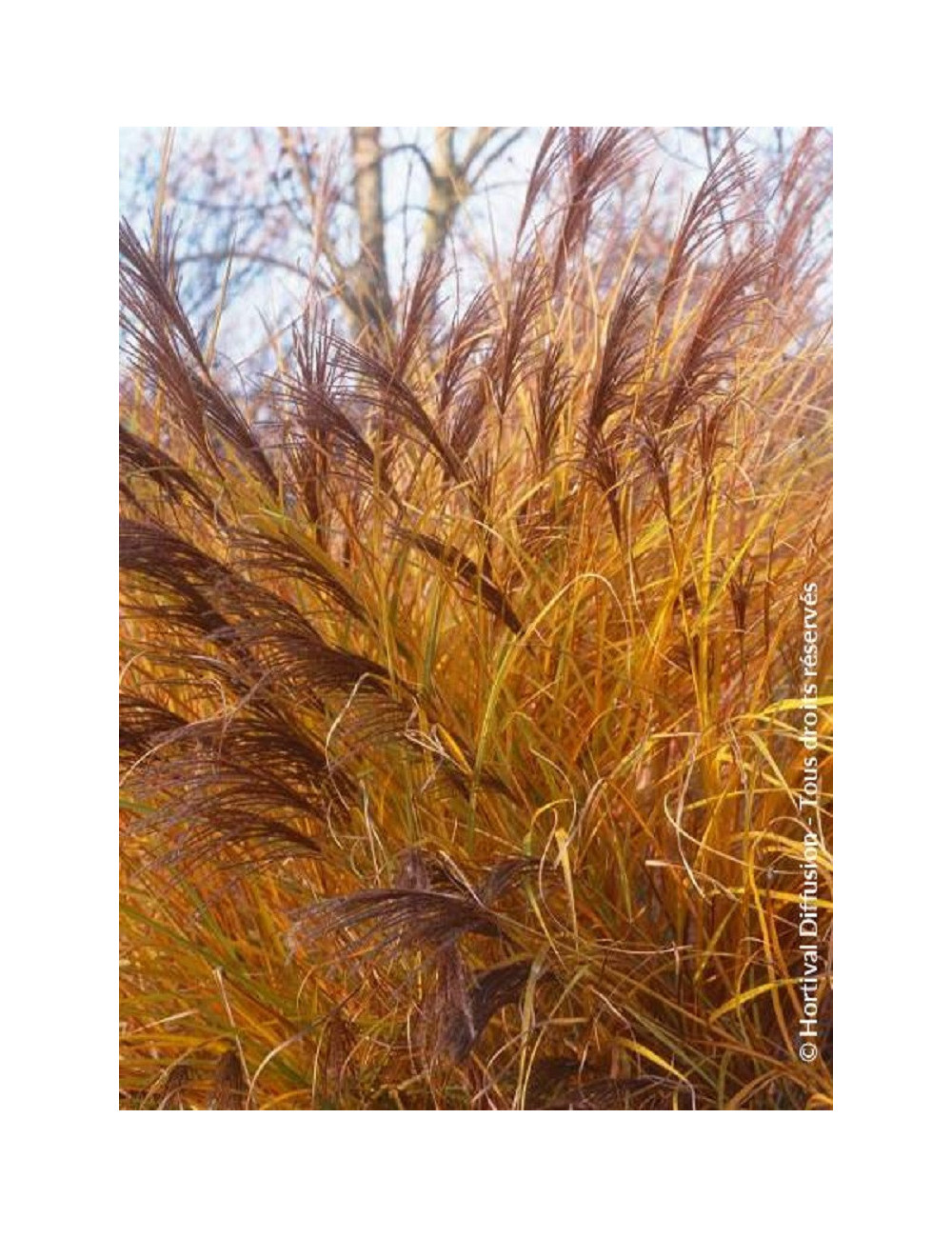 MISCANTHUS sinensis GRACILLIMUS (Roseau de Chine, herbe à éléphant ...