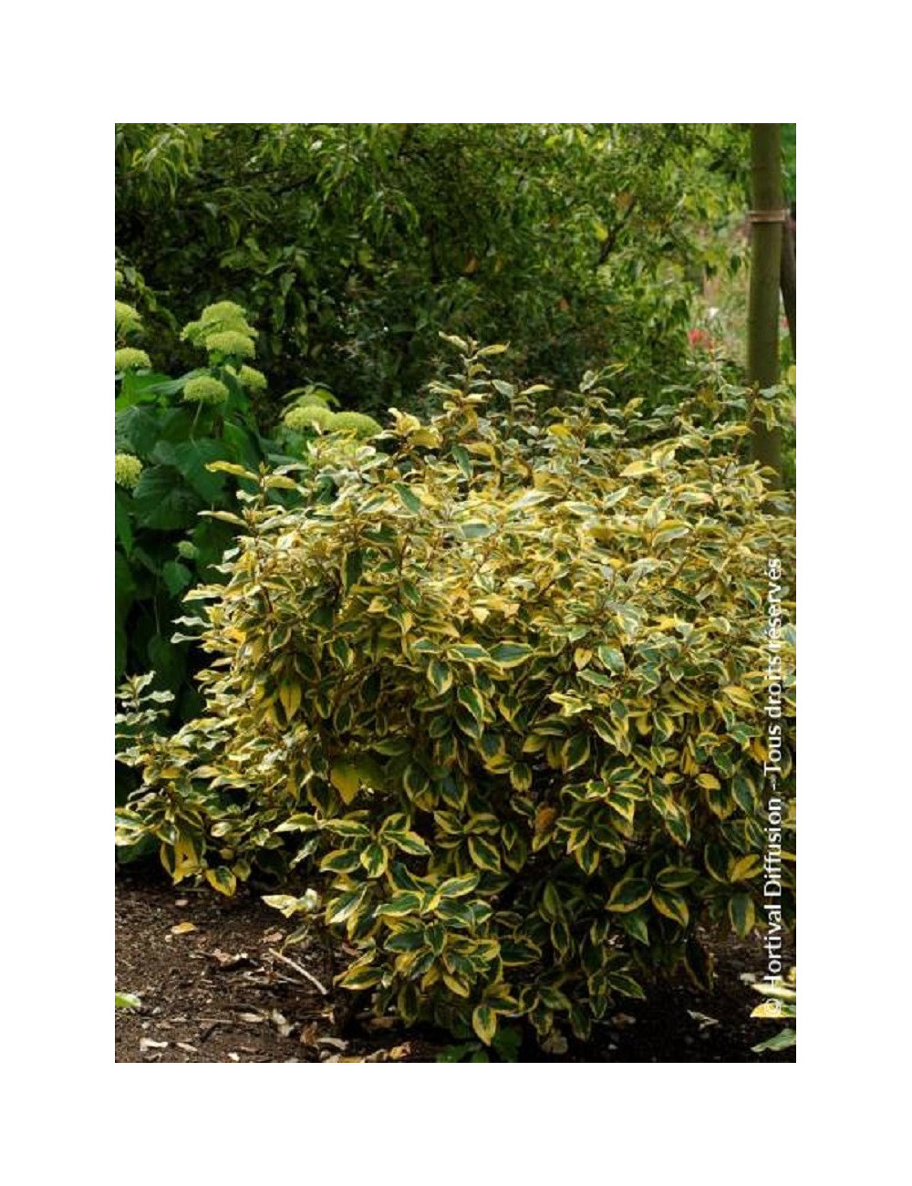 ELAEAGNUS ebbingei GILT HEDGE (Chalef panaché)