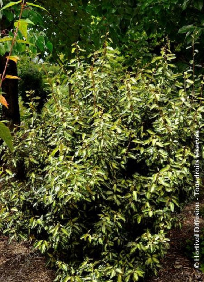 ELAEAGNUS ebbingei MARYLINE® (Chalef)