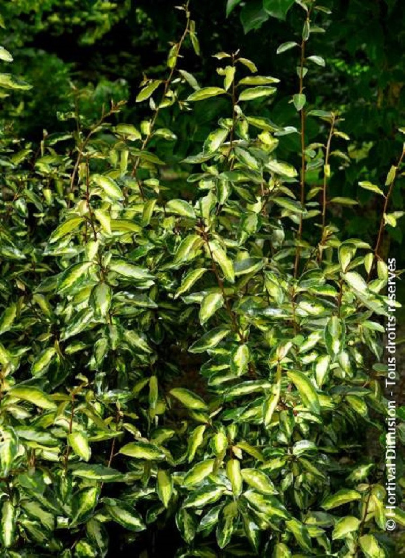 ELAEAGNUS ebbingei MARYLINE® (Chalef)