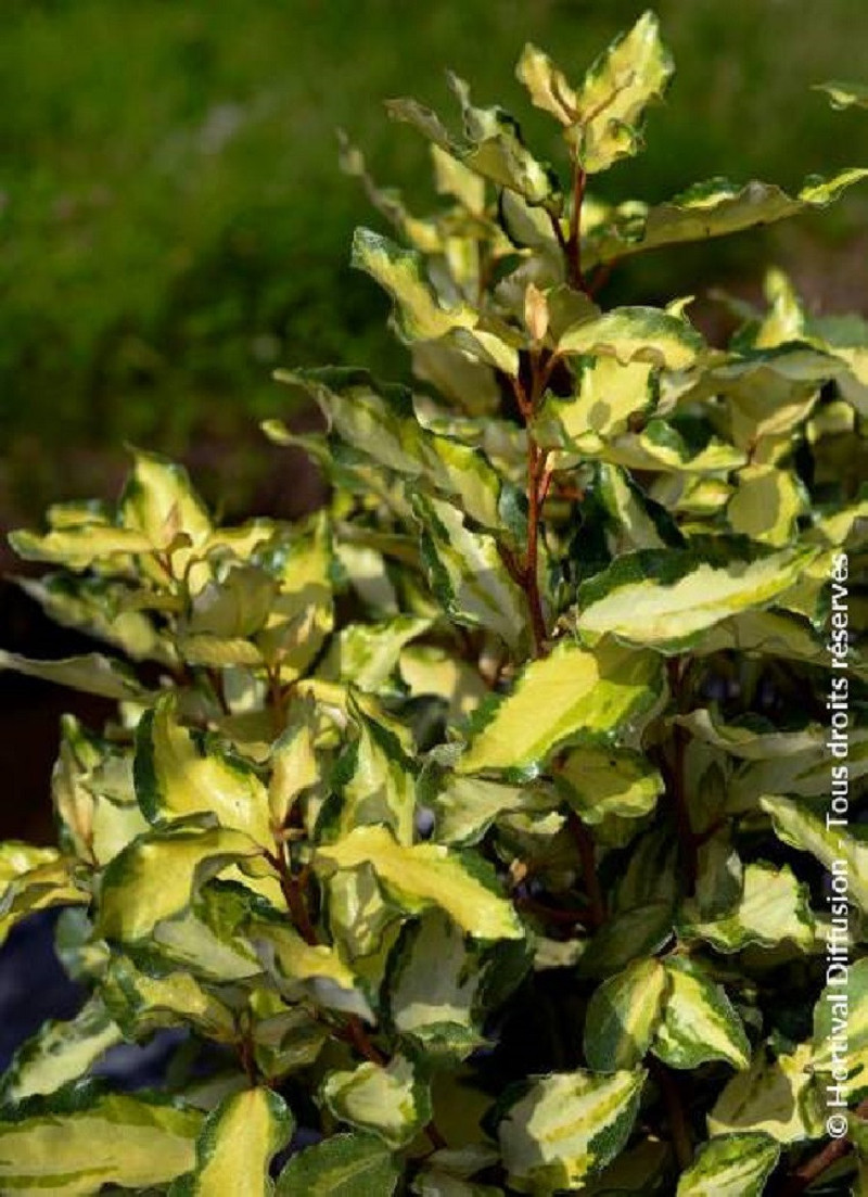 ELAEAGNUS ebbingei MARYLINE® (Chalef)