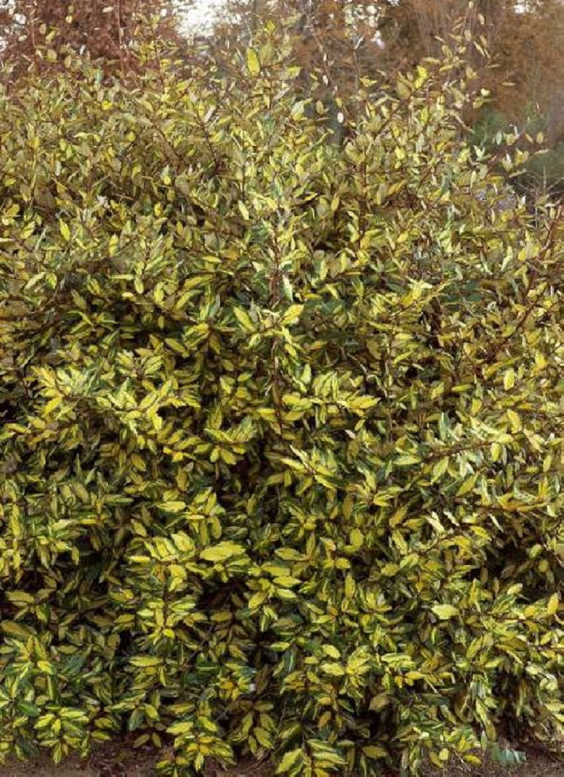 ELAEAGNUS pungens MACULATA AUREA (Chalef panaché)