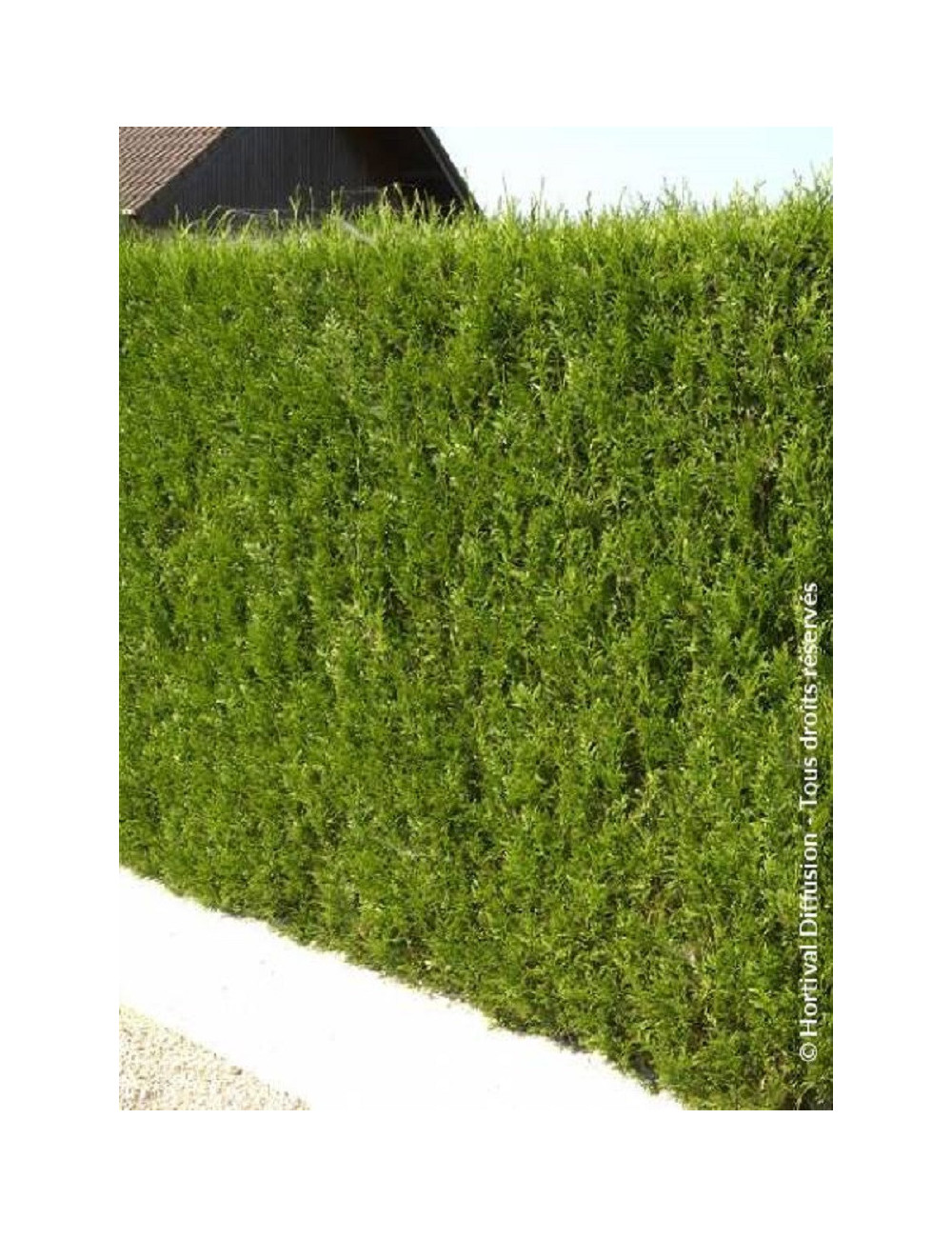 THUYA plicata ATROVIRENS