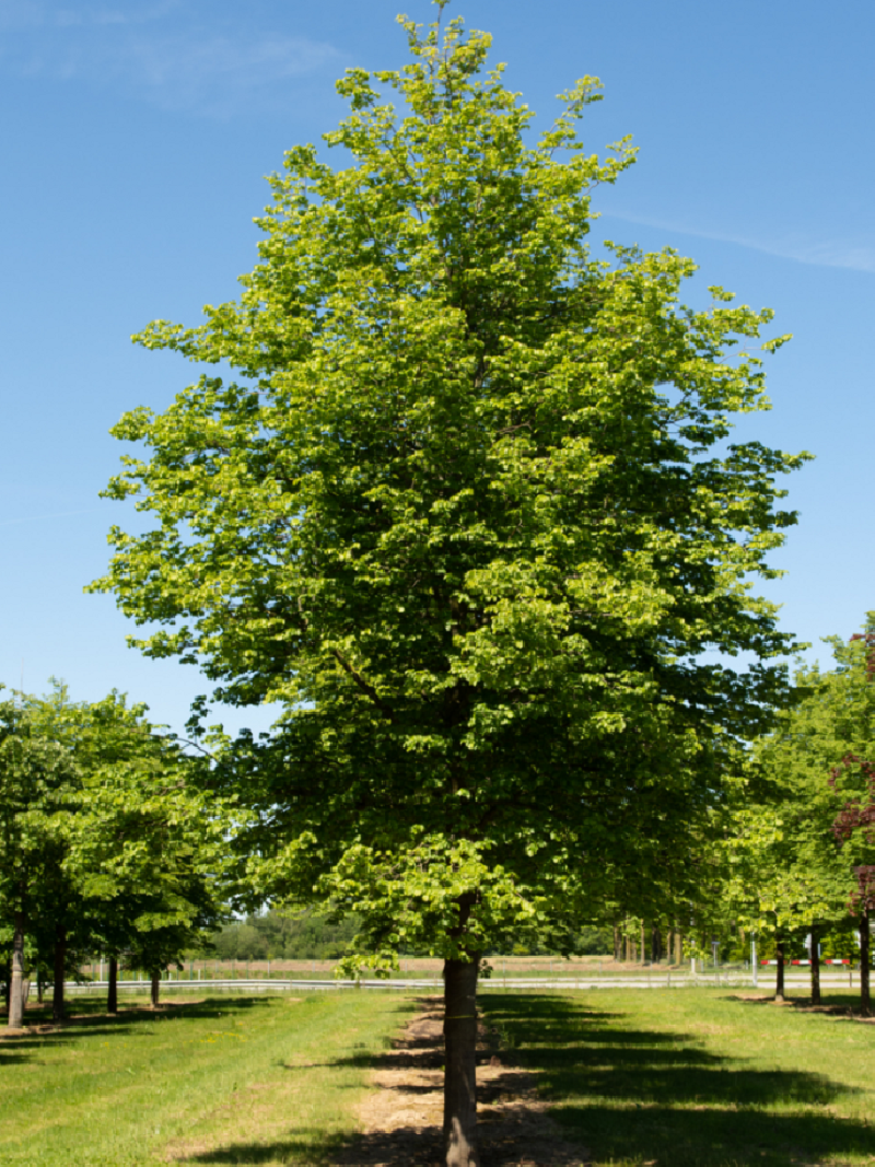 TILIA cordata Greenspire (Tilleul des bois, Tilleul à petites feuilles)