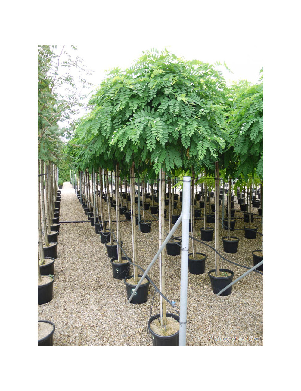 ROBINIA pseudoacacia UMBRACULIFERA (Robinier boule)