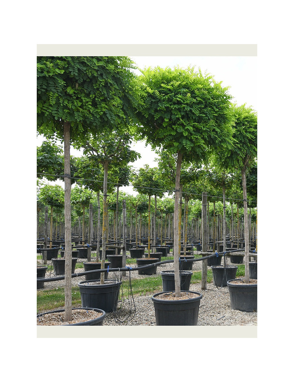 ROBINIA pseudoacacia UMBRACULIFERA (Robinier boule)