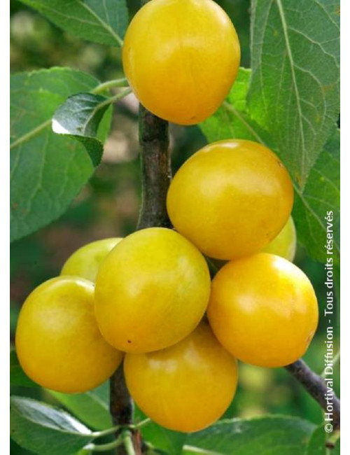 PRUNIER MIRABELLE DE NANCY (Prunus domestica)