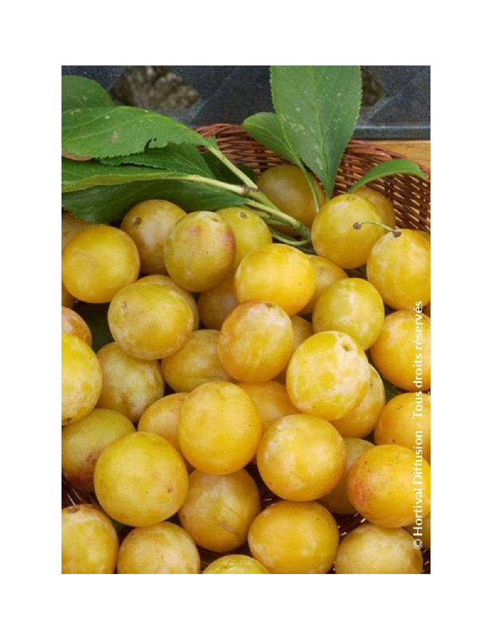 PRUNIER MIRABELLE DE NANCY (Prunus domestica)