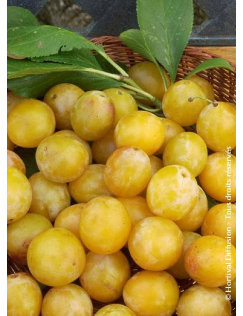PRUNIER MIRABELLE DE NANCY (Prunus domestica)