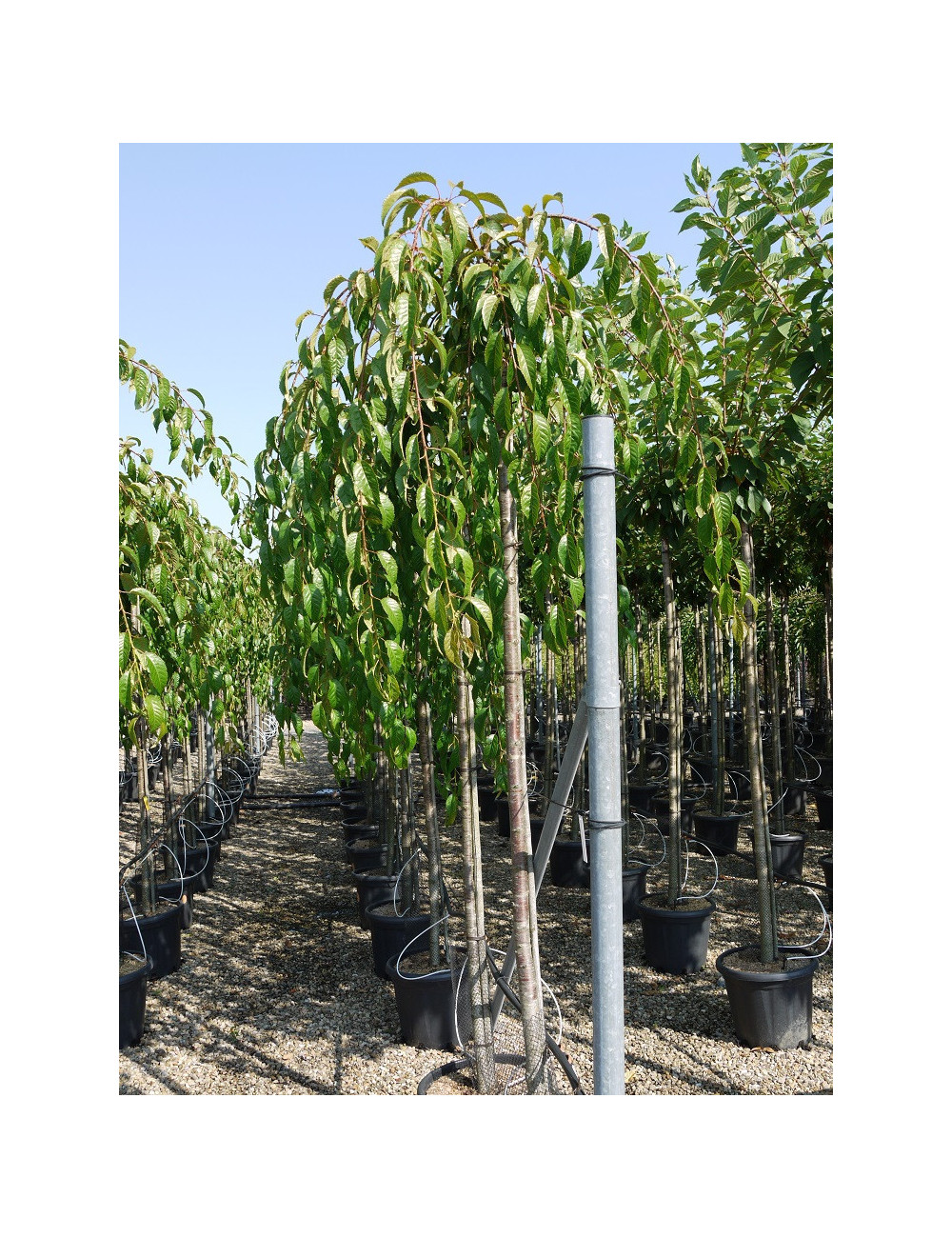 PRUNUS KIKU-SHIDARE-ZAKURA (Cerisier à fleurs pleureur)