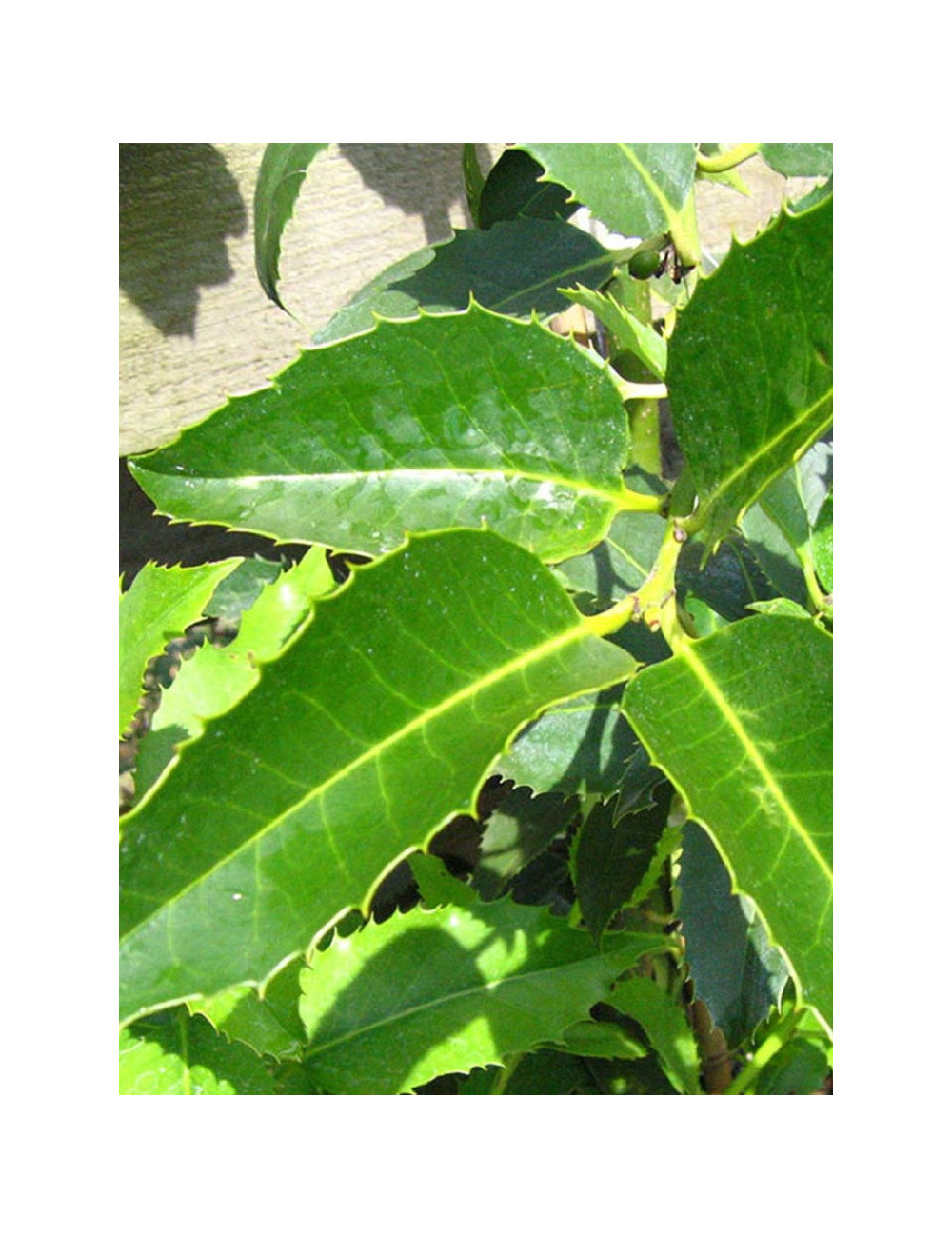 ILEX koehneana CASTANEIFOLIA (Houx à feuilles de châtaigner - Arbre)