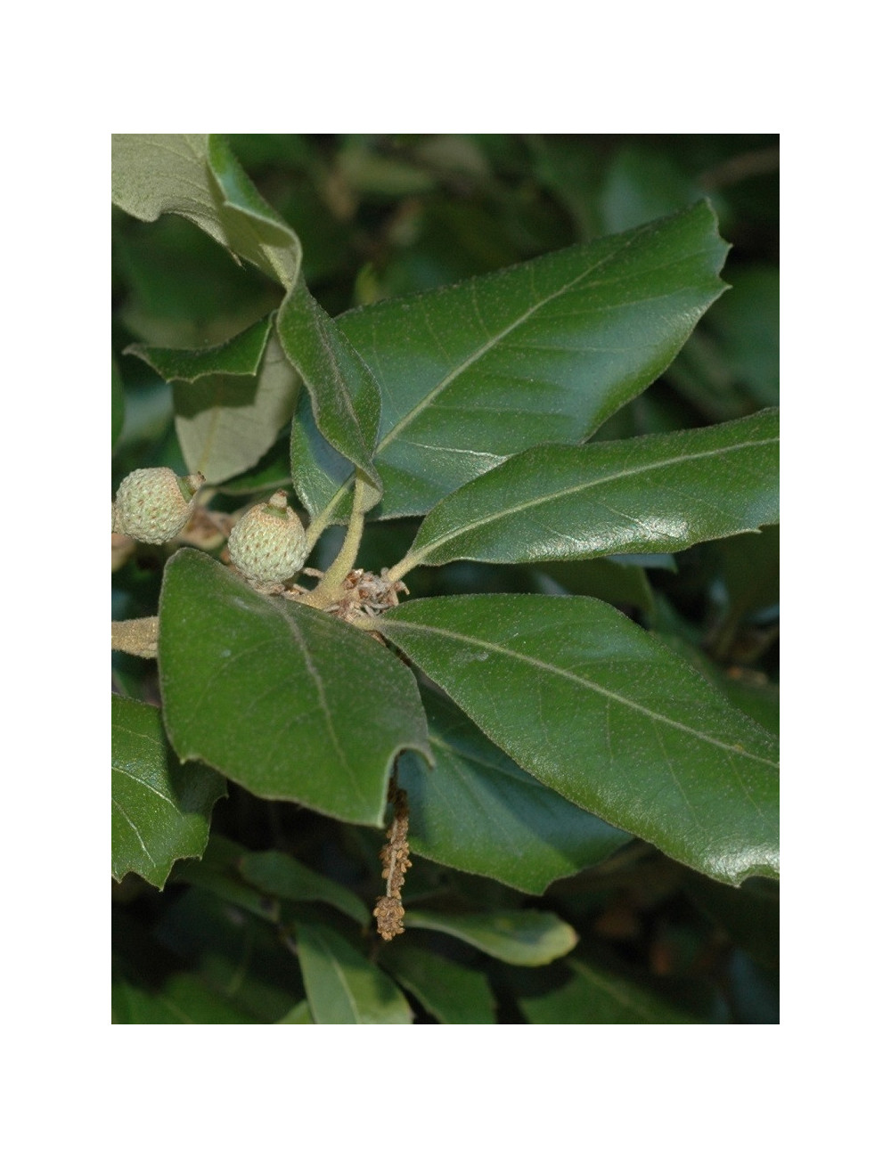 Topiaire (Plante taillée)- QUERCUS ilex (Chêne vert, Chêne faux-houx ...