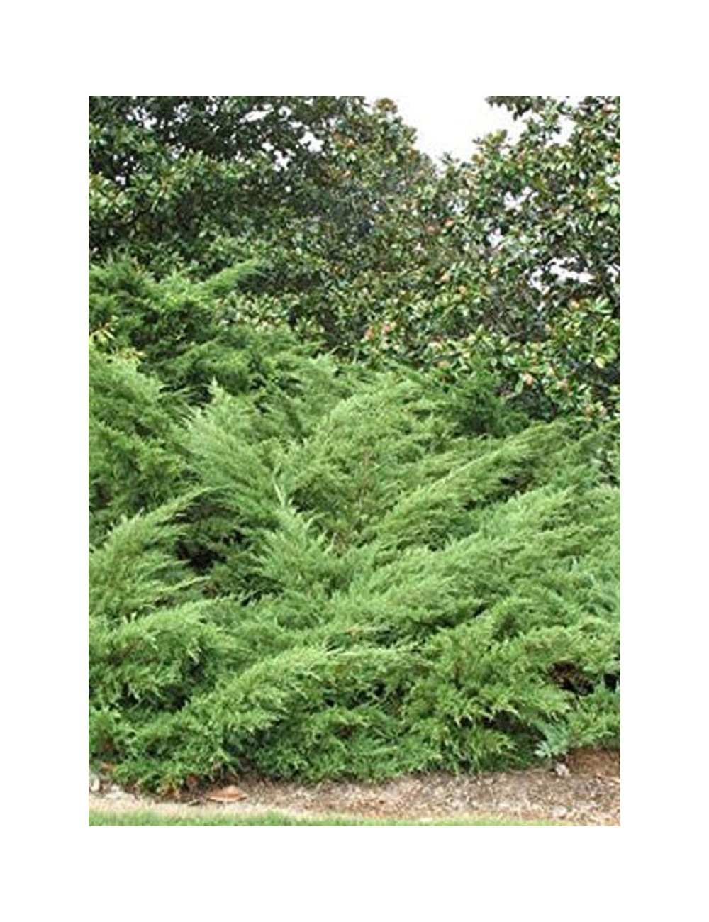 JUNIPERUS media WILHELM PFITZERIANA (Genévrier rampant Pfitzer)