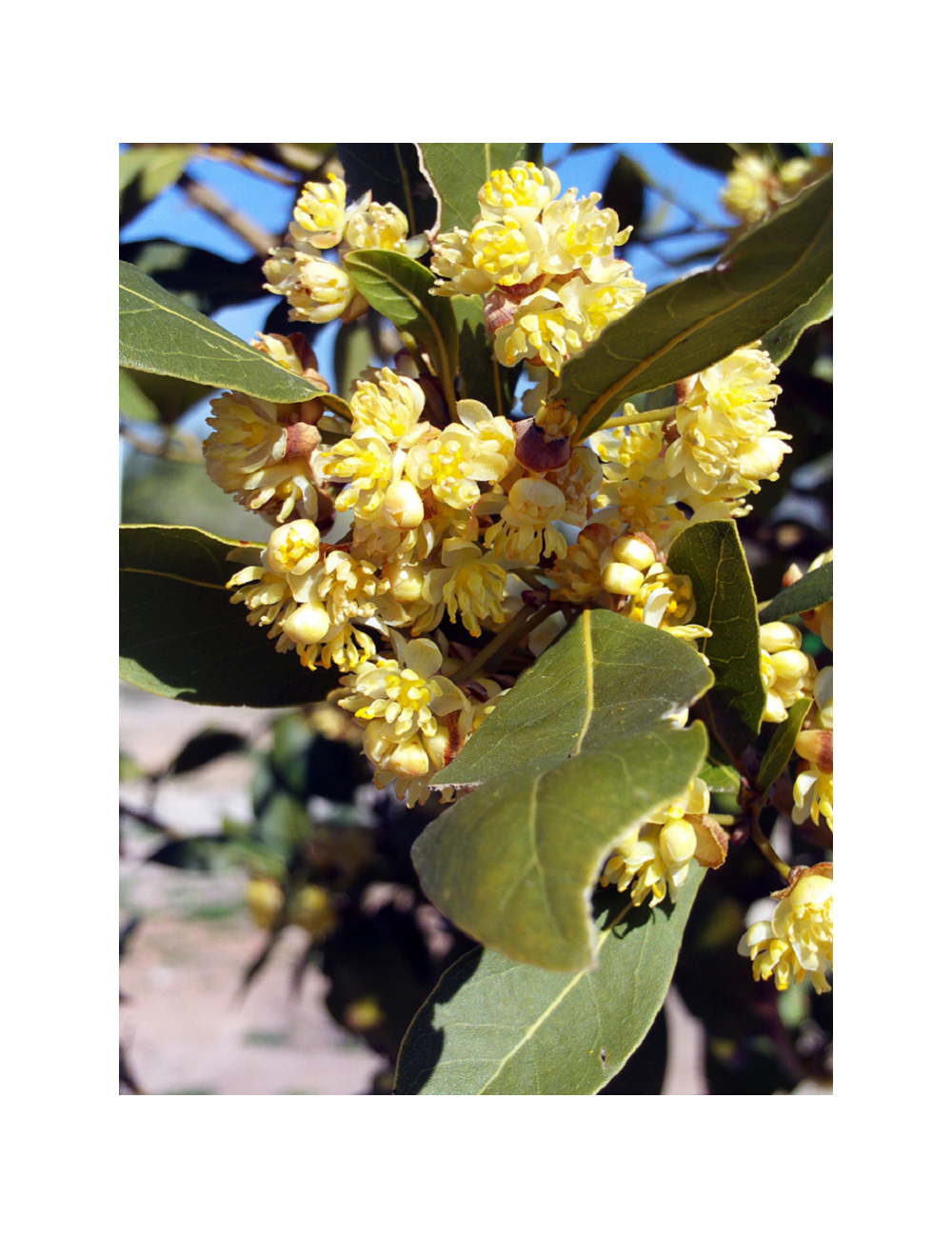 LAURUS nobilis (Laurier sauce, Laurier noble)