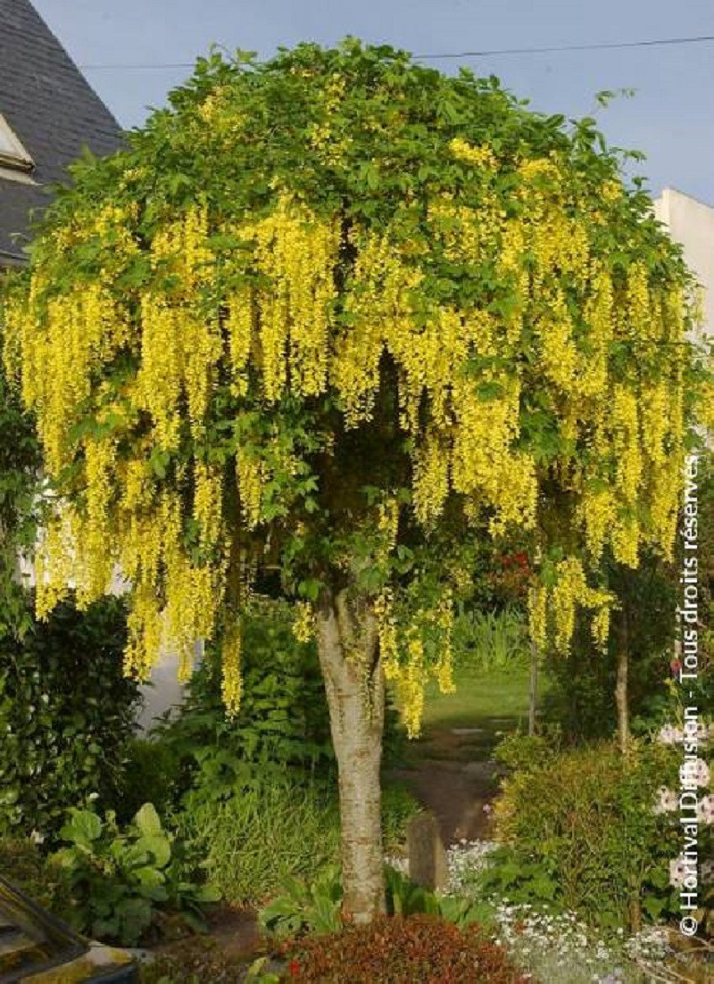 LABURNUM watereri VOSSII (Cytise de Vos)