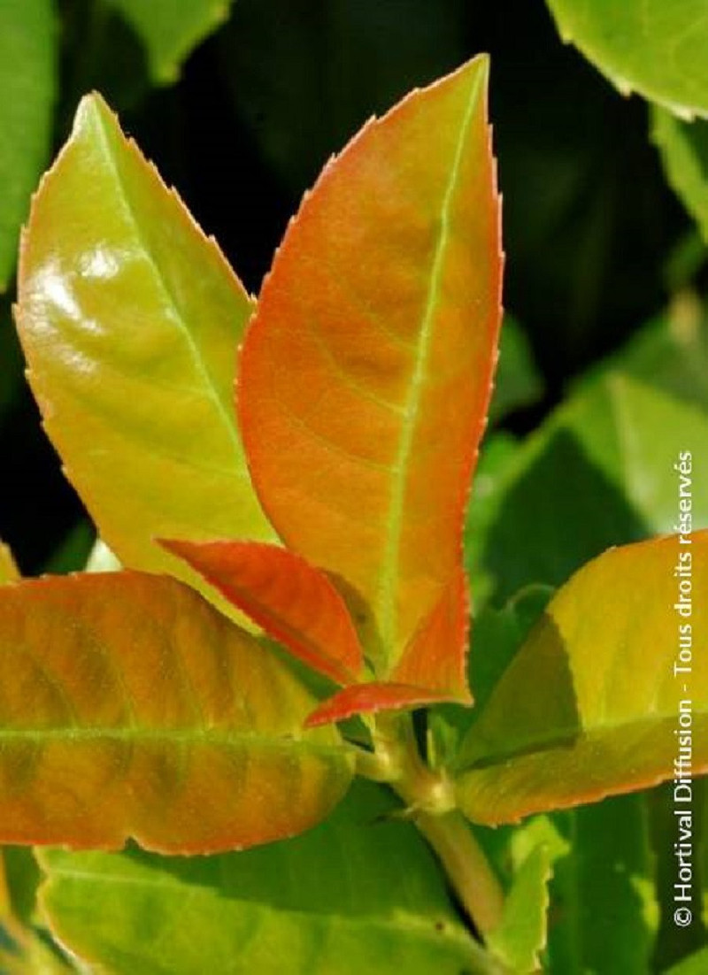 PRUNUS laurocerasus ETNA® (Laurier-cerise, Laurier-amande, Laurier palme)