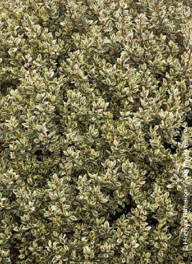 RHAMNUS alaternus ARGENTEOVARIEGATUS (Alaterne panaché, Neprun d'Europe ...
