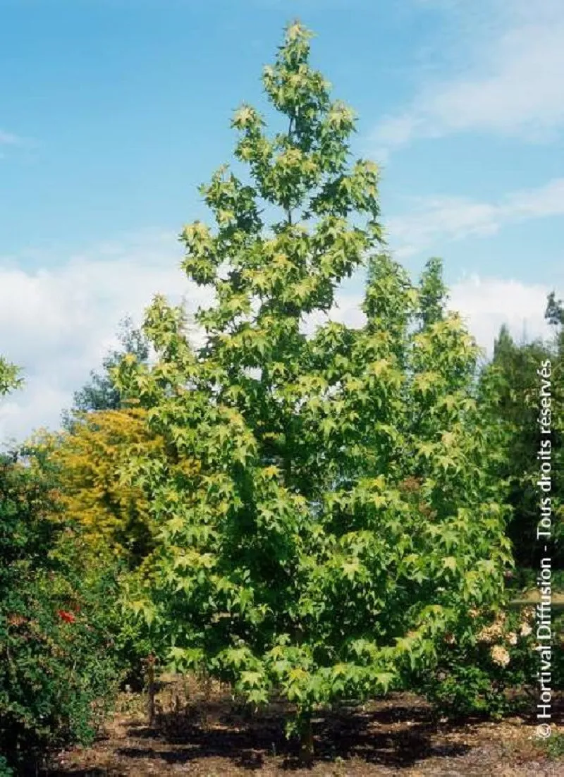 LIQUIDAMBAR styraciflua THEA (Copalme d'Amérique Thea)