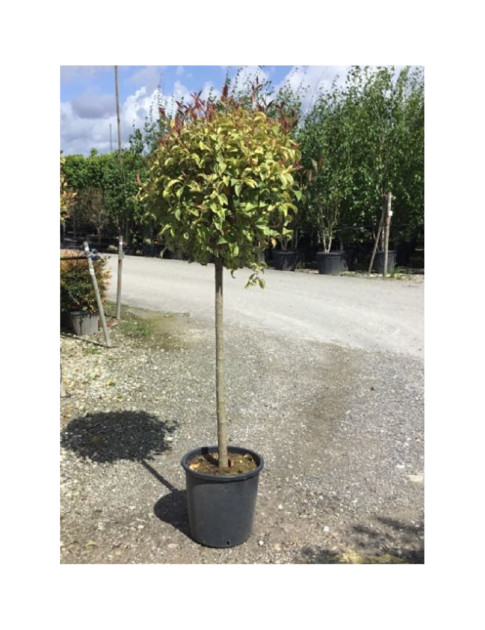 LIGUSTRUM japonicum EXCELSUM SUPERBUM (Troène du Japon panaché)