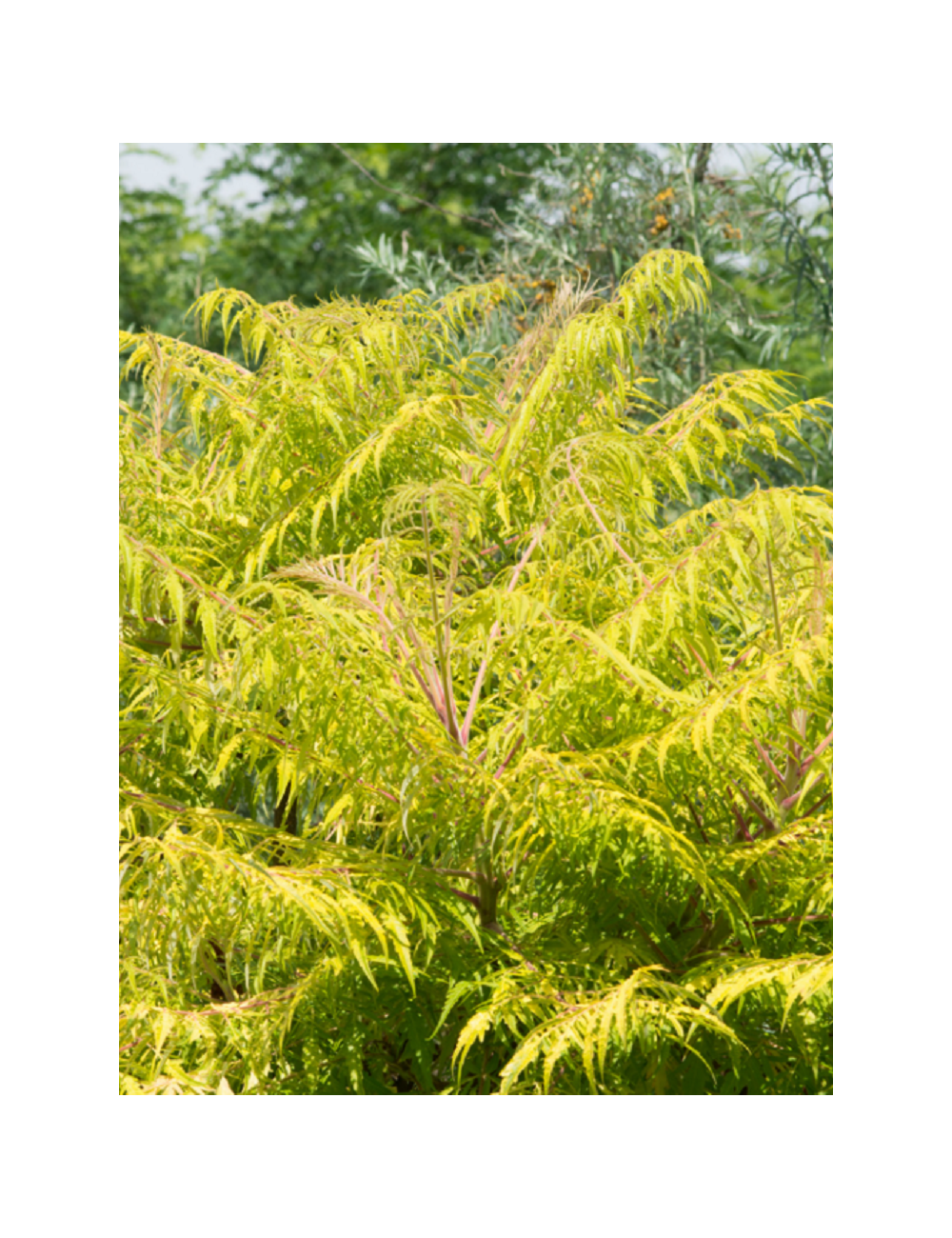 RHUS typhina TIGER EYES® (Sumac de Virginie)
