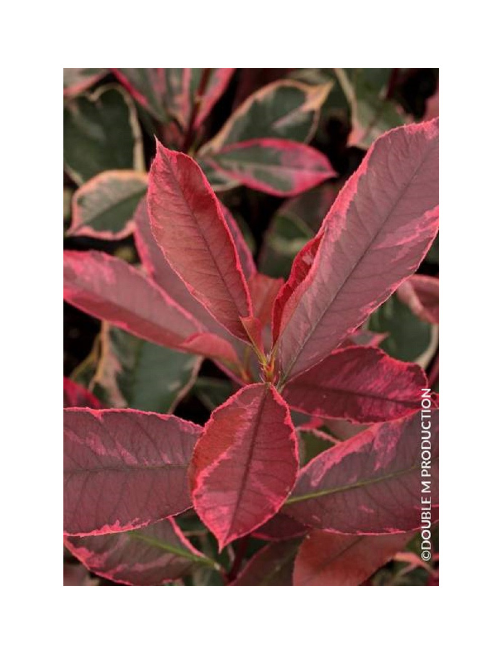 PHOTINIA fraseri PINK MARBLE® (Photinia Pink Marble)