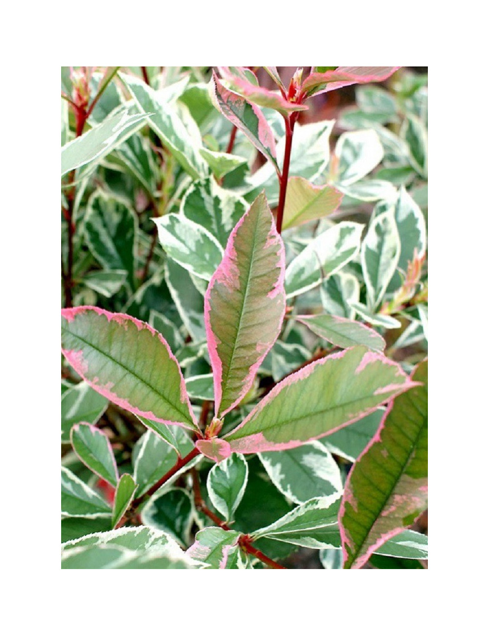 PHOTINIA fraseri PINK MARBLE® (Photinia Pink Marble)