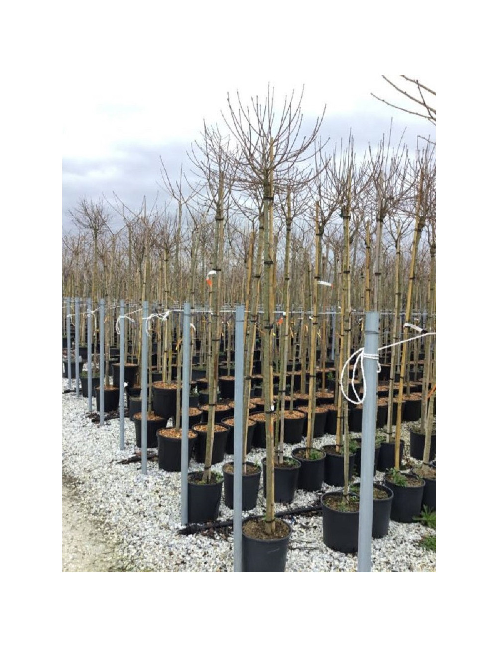 ACER campestre NANUM (Érable champêtre nain)