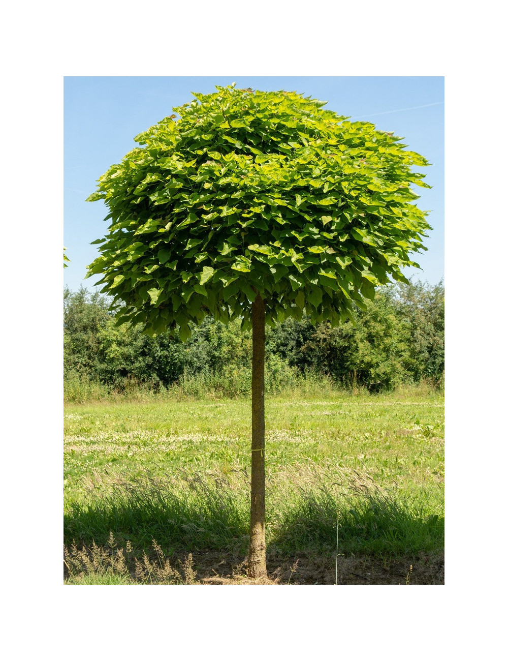 CATALPA bignonioides NANA (Catalpa boule)