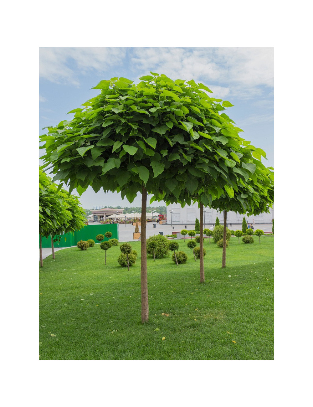 CATALPA bignonioides NANA (Catalpa boule)