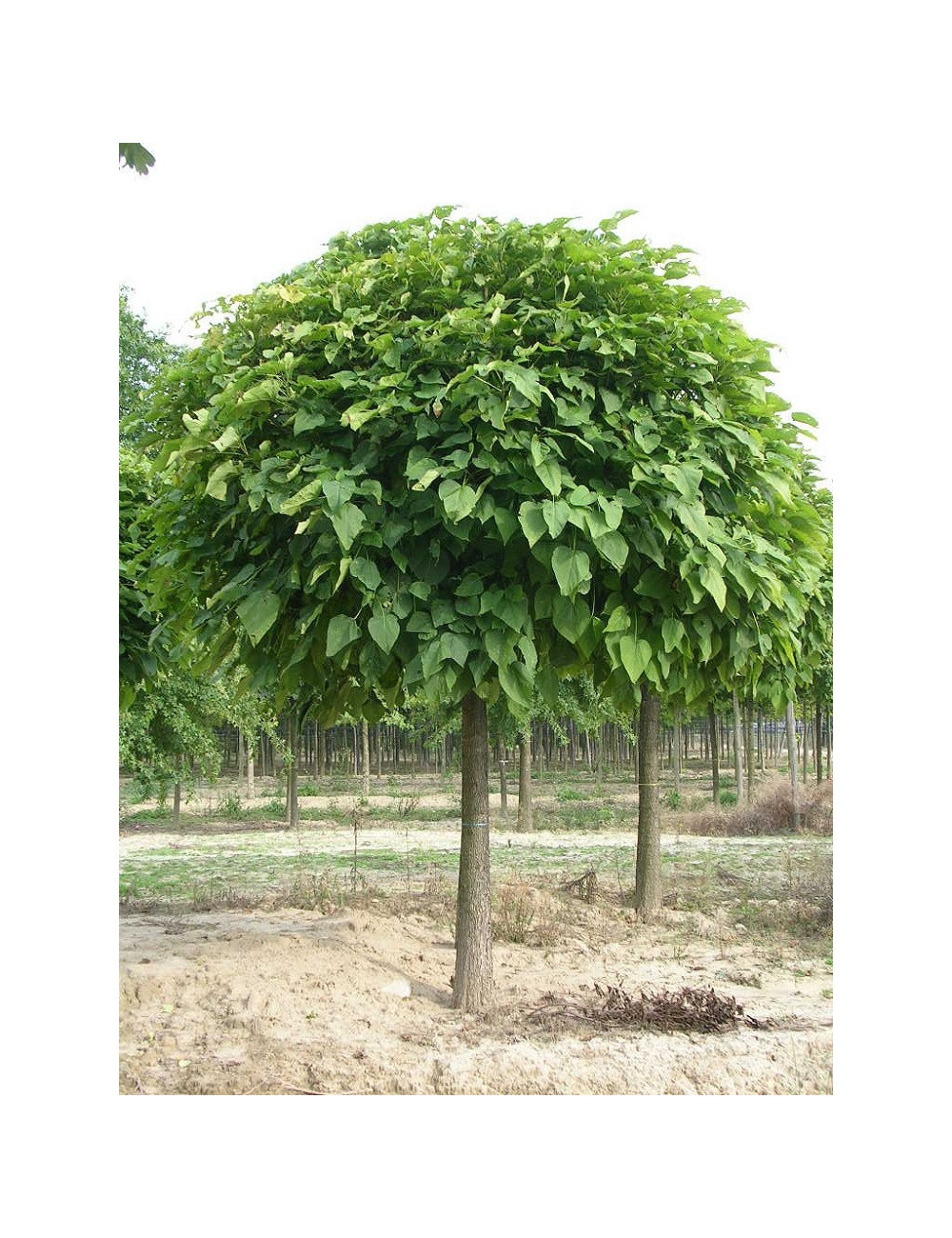 CATALPA bignonioides NANA (Catalpa boule)