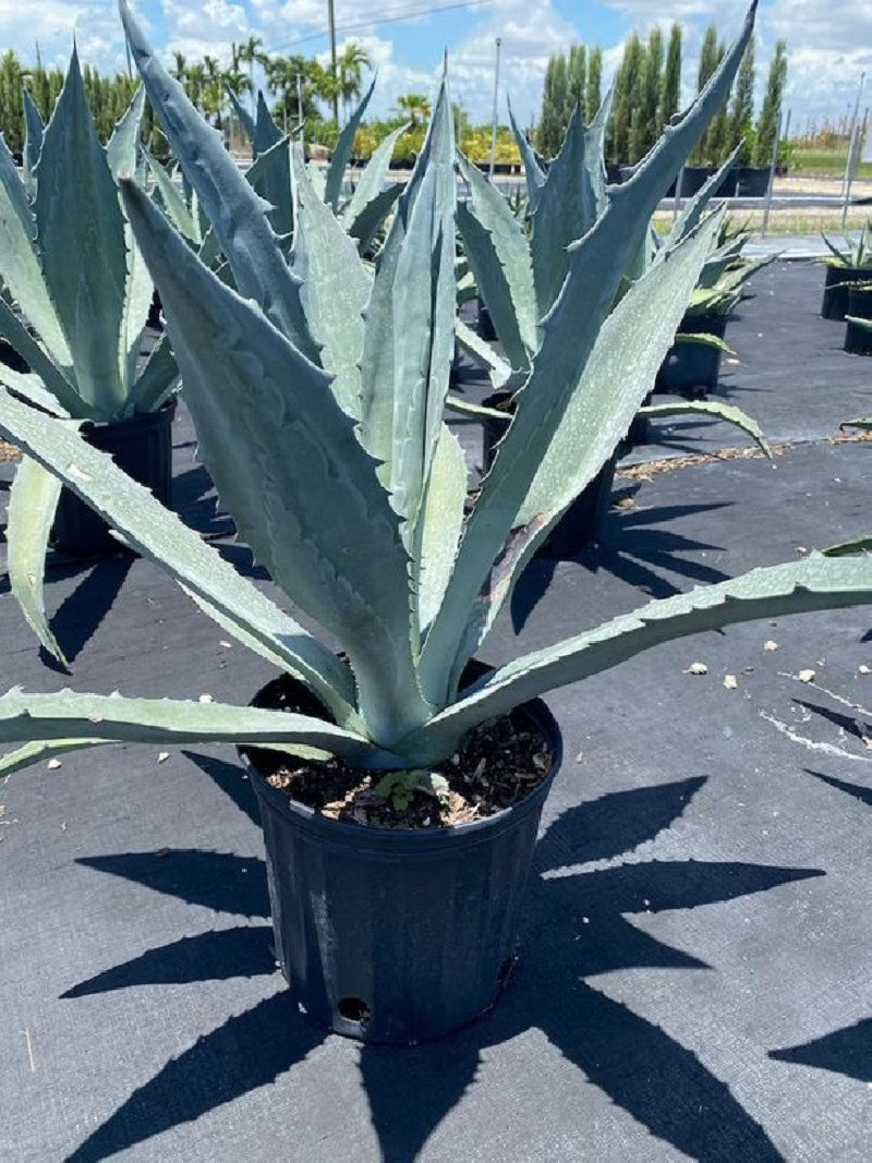 AGAVE americana (Agave d'Amérique)