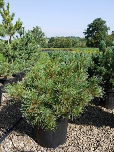PINUS strobus RADIATA (Pin Weymouth nain)