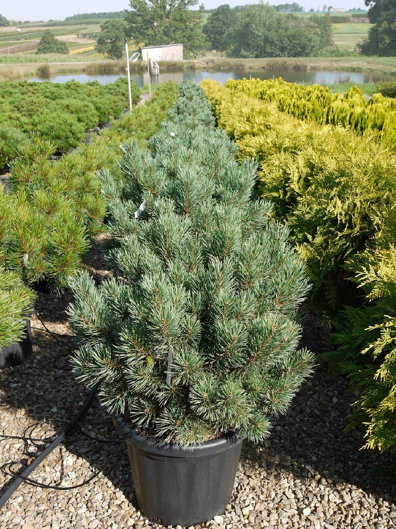 PINUS sylvestris WATERERI (Pin sylvestre nain de Waterer)