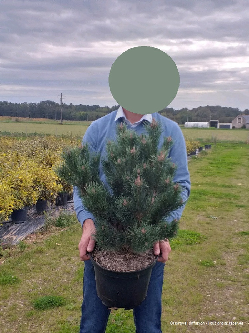 PINUS sylvestris WATERERI (Pin sylvestre nain de Waterer)