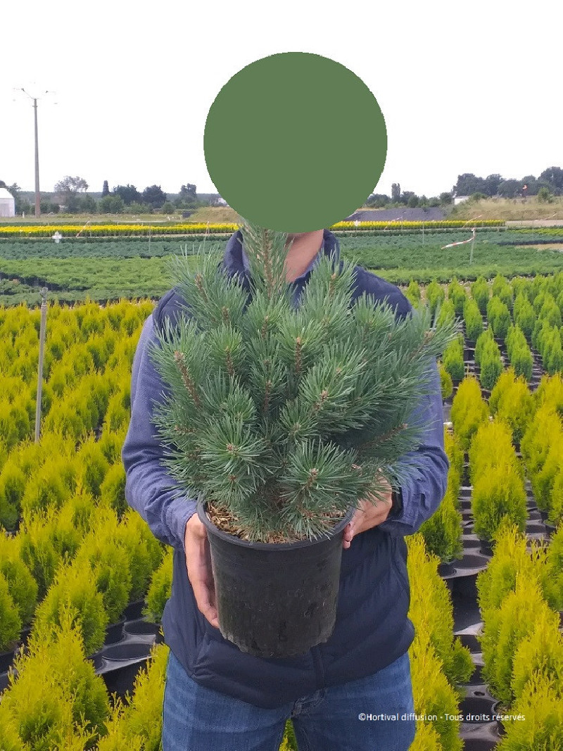 PINUS sylvestris WATERERI (Pin sylvestre nain de Waterer)