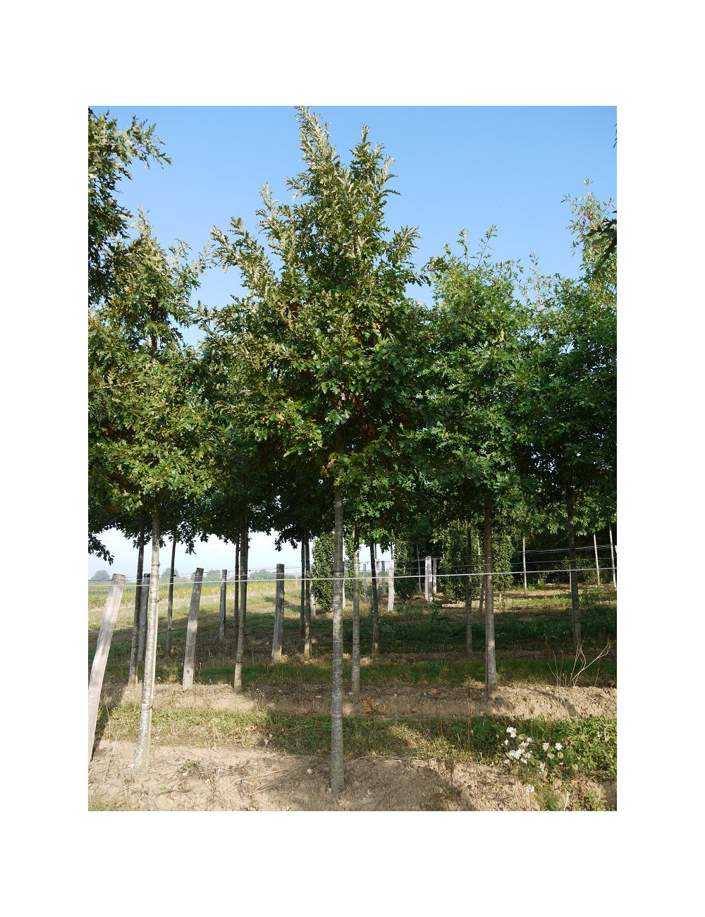 QUERCUS cerris (Chêne chevelu de Bourgogne, Chêne Lombard)