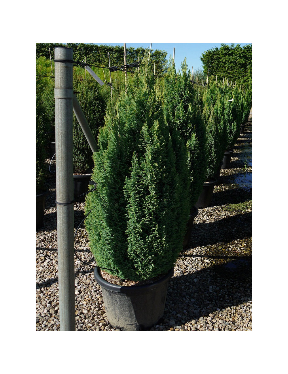 CHAMAECYPARIS lawsoniana ELLWOOD'S GOLD (Cyprès de Lawson Ellwoodii doré)