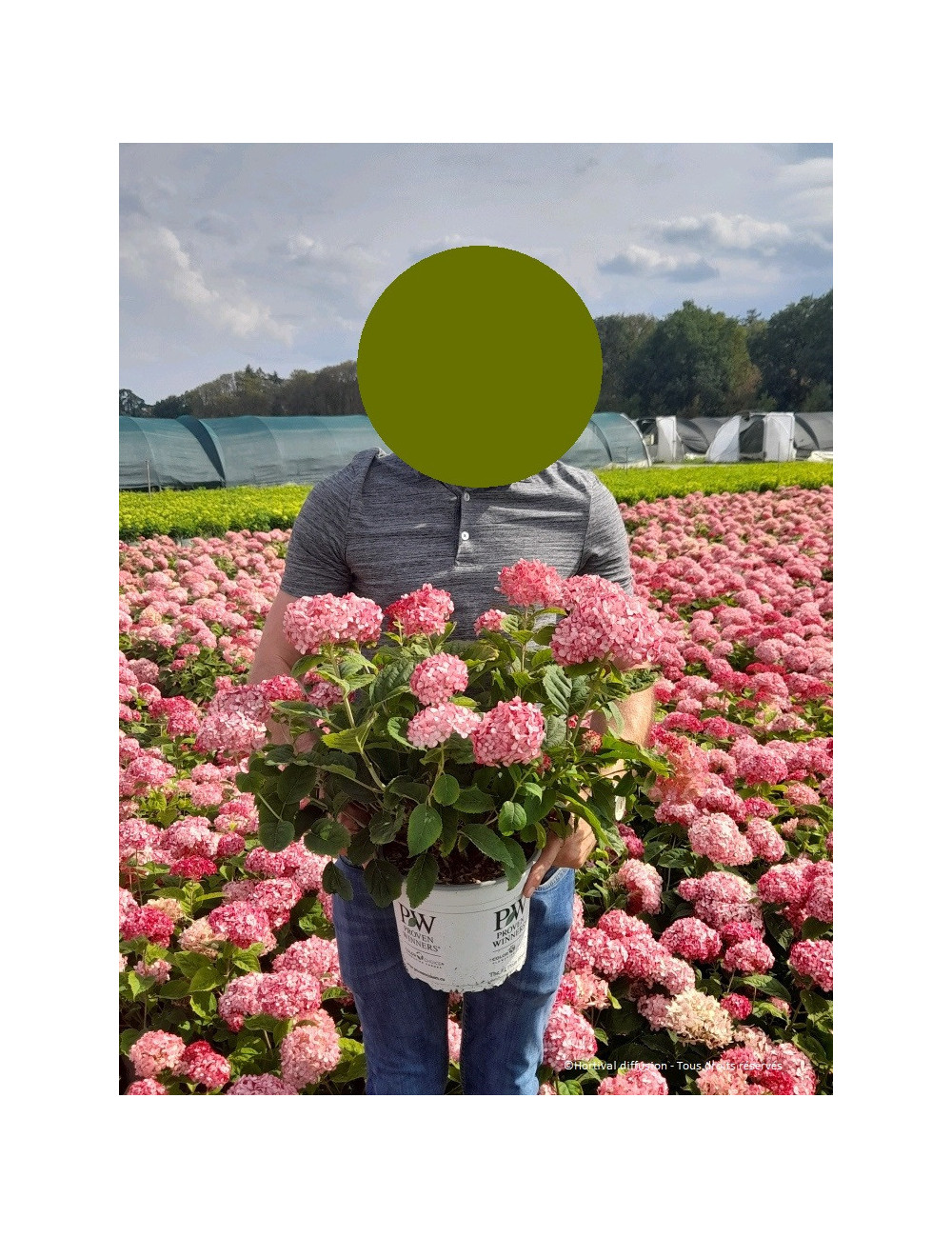 HYDRANGEA arborescens RUBY ANNABELLE® (Hortensia arbustif)