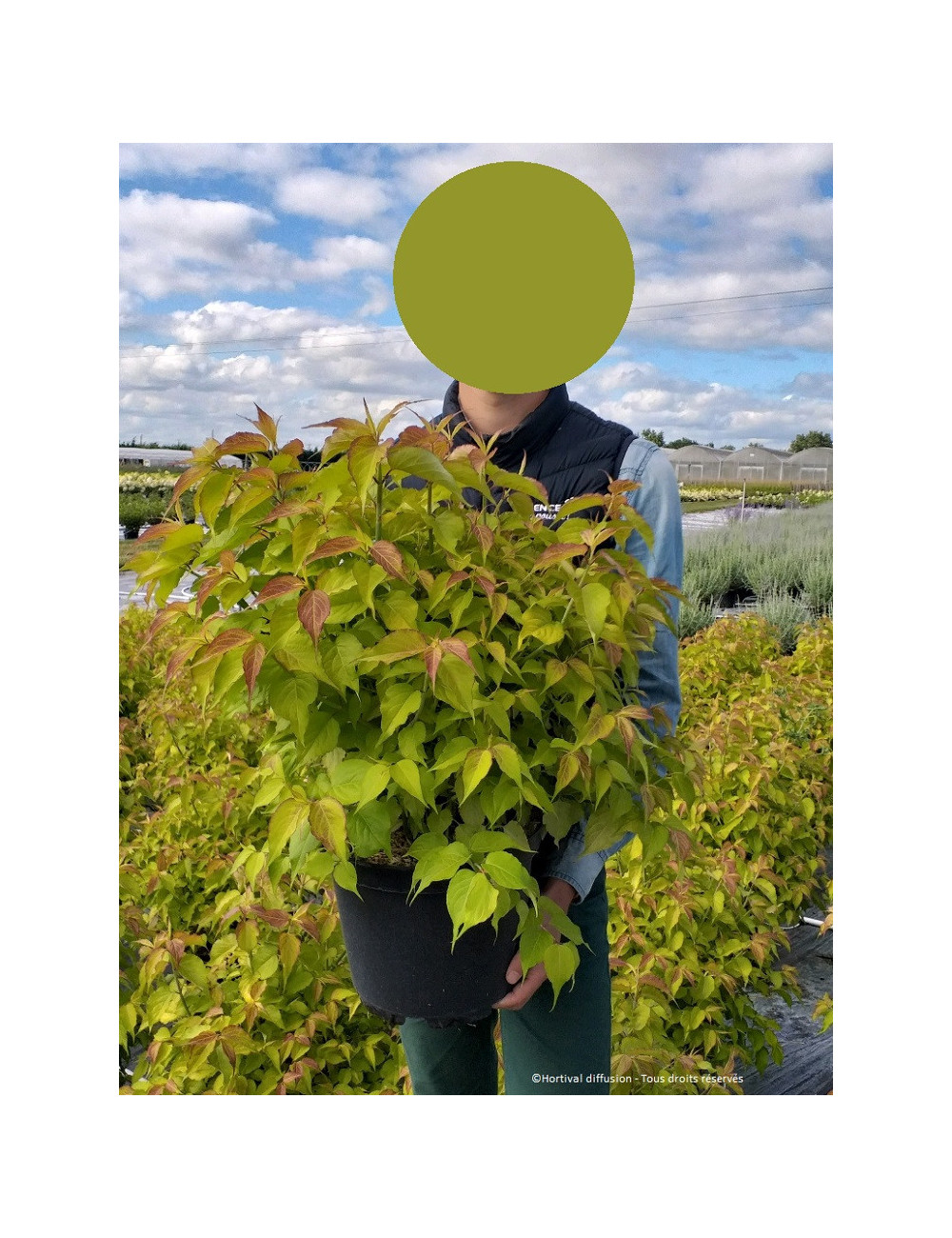 LEYCESTERIA formosa GOLDEN LANTERNS (Arbre aux faisans)