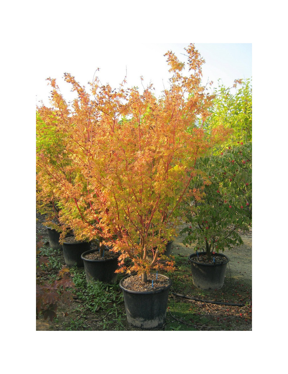 ACER palmatum SENKAKI ou SANGOKAKU (Érable du Japon)