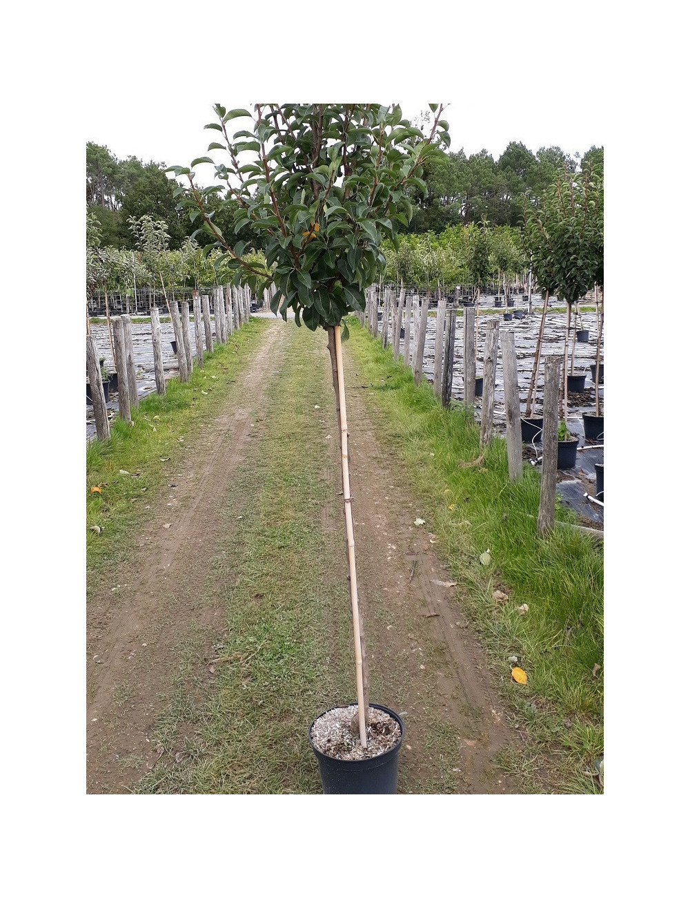 POIRIER CONFÉRENCE (PYRUS communis)