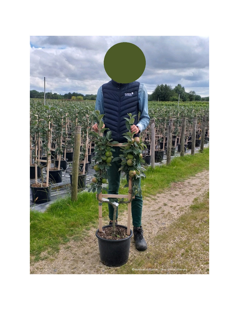 POMMIER REINE DES REINETTES (Malus domestica)