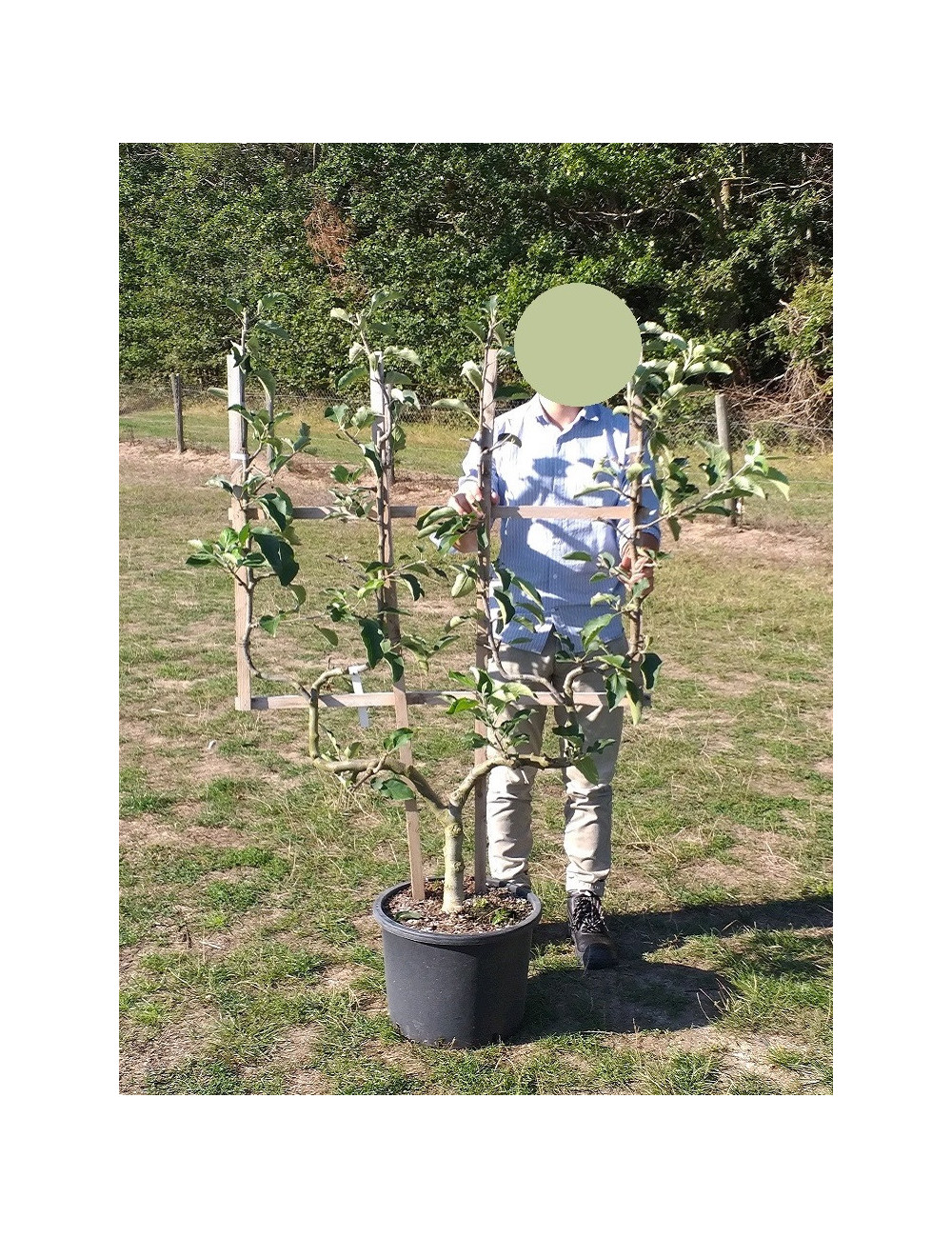 POMMIER REINE DES REINETTES (Malus domestica)